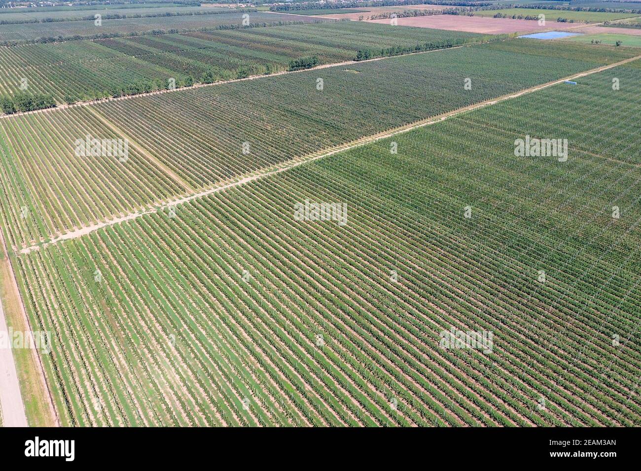 Rows of trees in the garden. Aerophotographing, top view Stock Photo ...