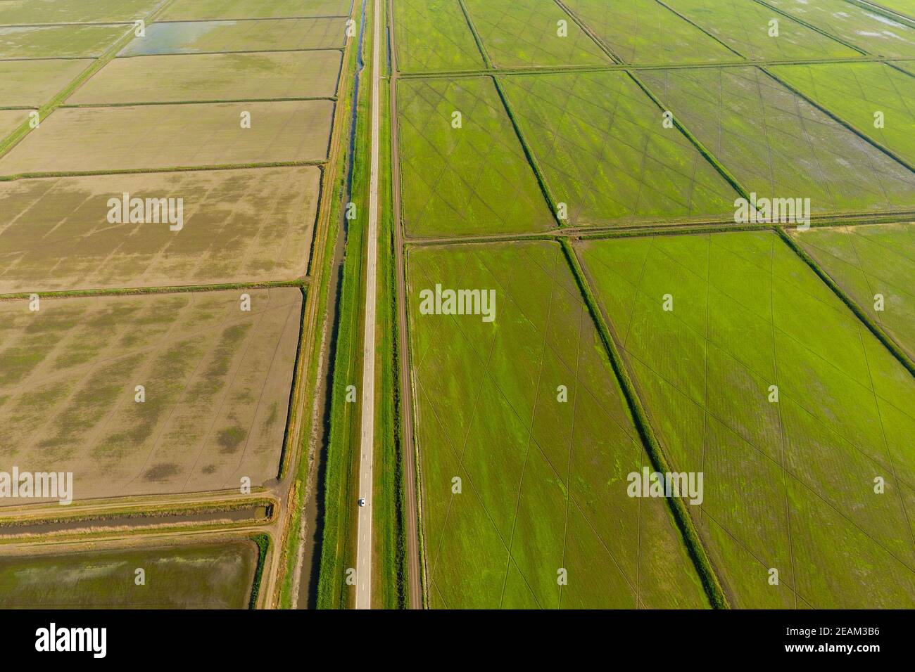 The rice fields are flooded with water. Flooded rice paddies. Agronomic ...