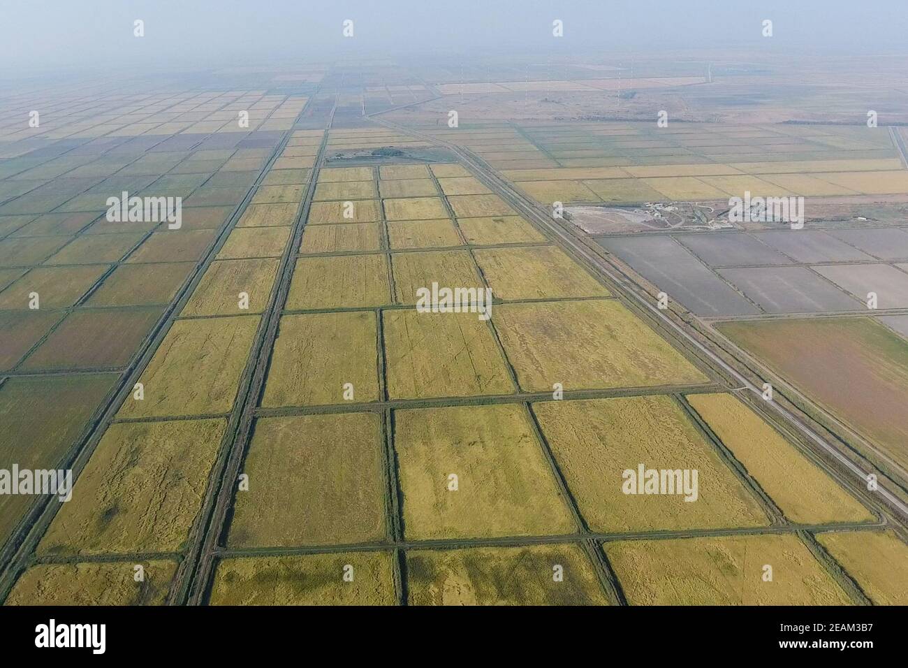 Growing rice on flooded fields. Ripe rice in the field, the begi Stock ...