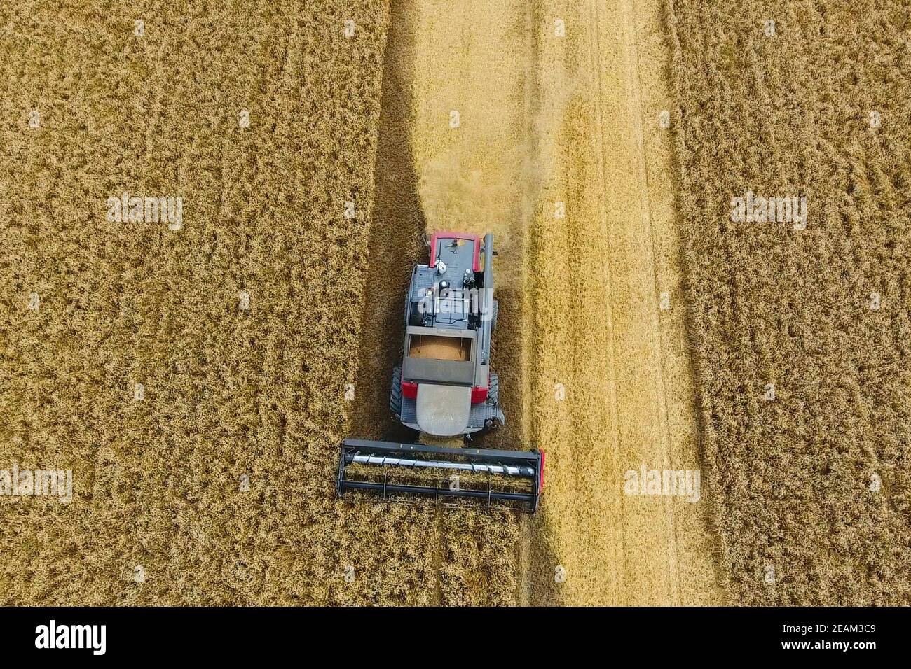 Harvesting wheat harvester. Agricultural machines harvest grain Stock ...