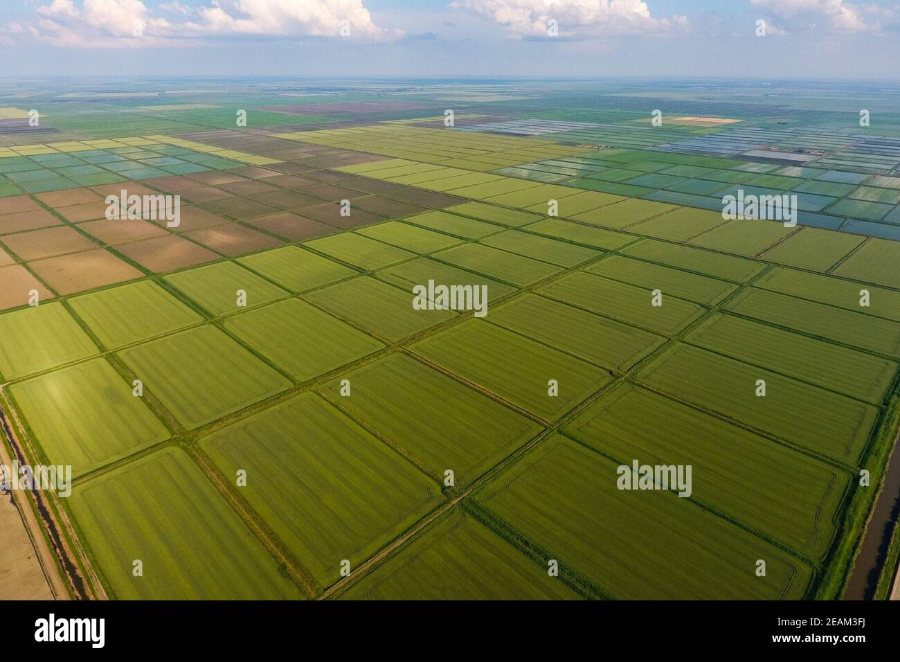 The rice fields are flooded with water. Flooded rice paddies. Agronomic ...