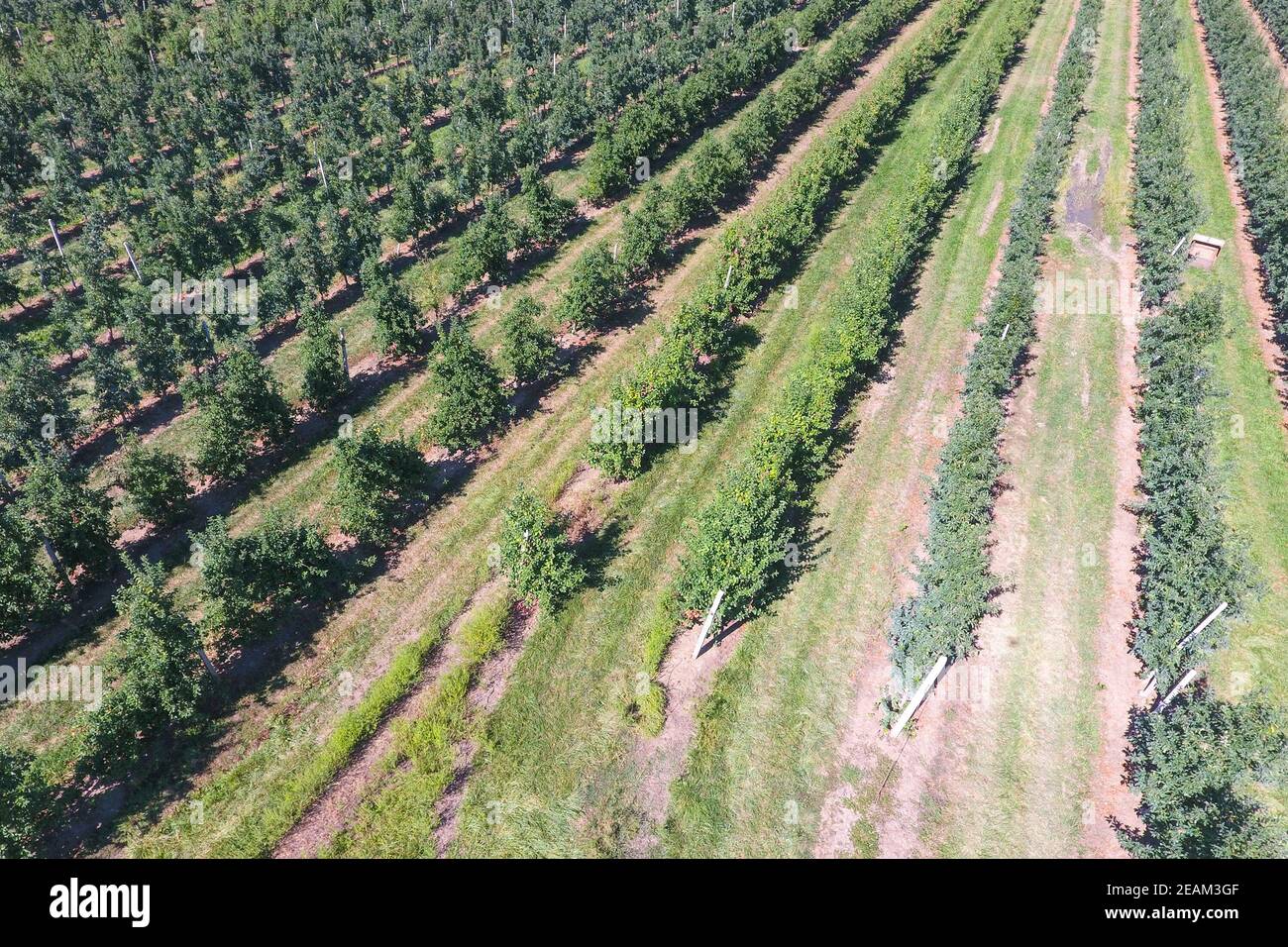Rows of trees in the garden. Aerophotographing, top view Stock Photo ...