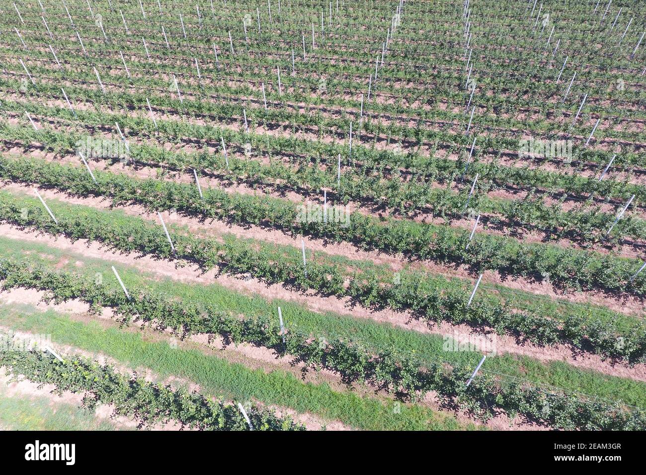 Rows of trees in the garden. Aerophotographing, top view Stock Photo ...