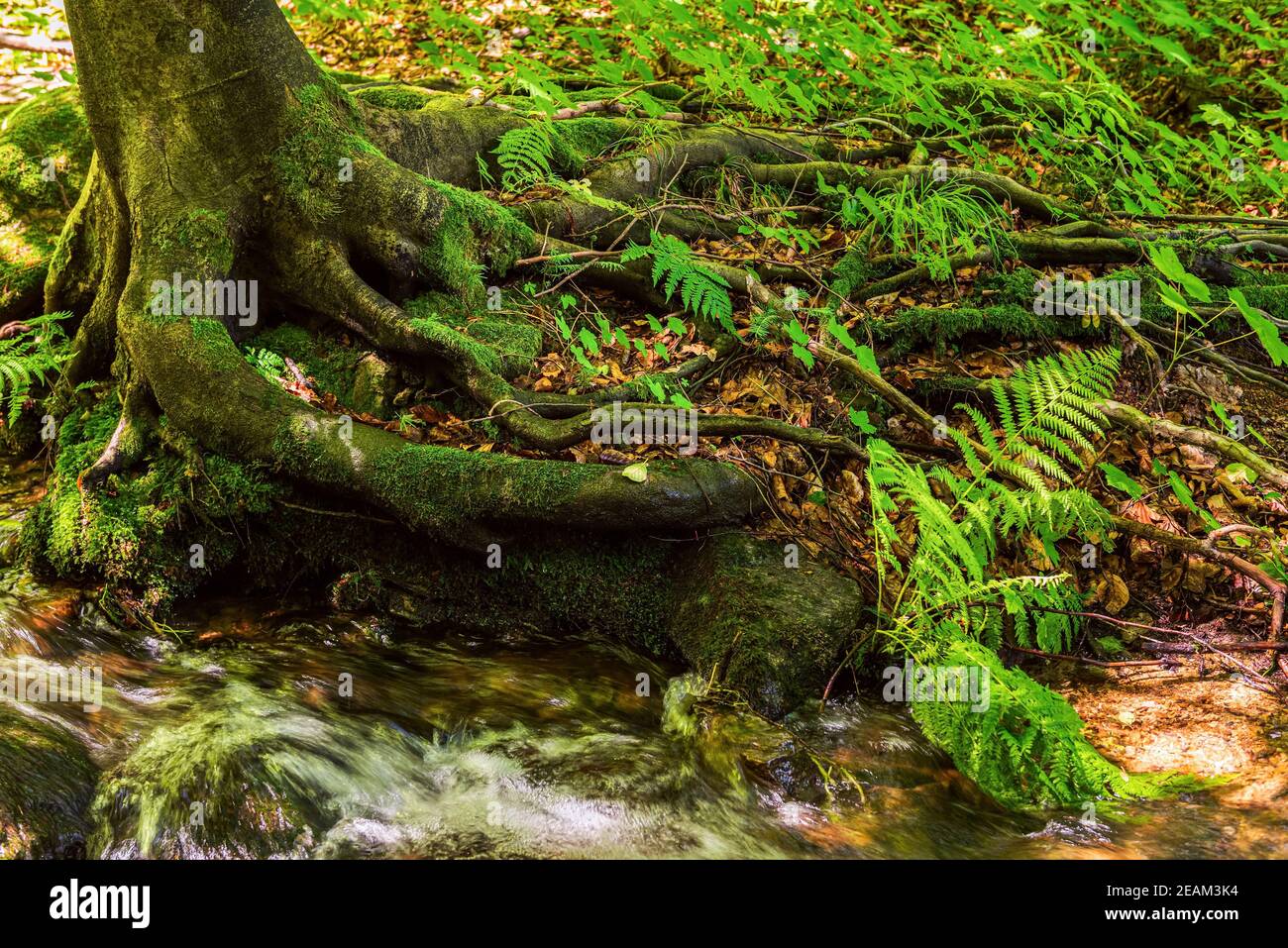 Creek with roots of tree in a forest. Landscape with shallow mountain ...