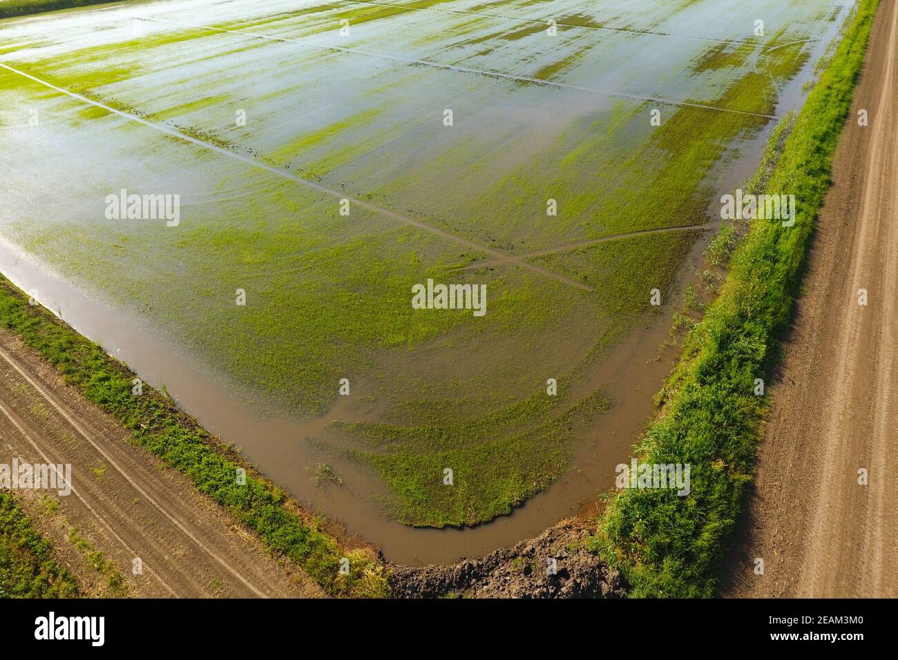The rice fields are flooded with water. Flooded rice paddies. Agronomic ...