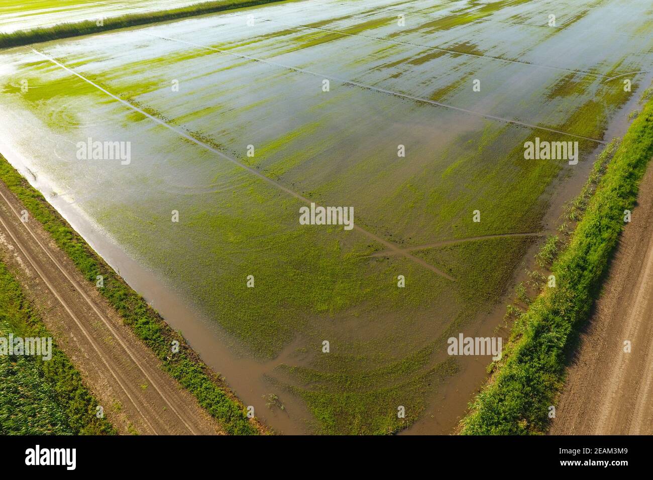 The rice fields are flooded with water. Flooded rice paddies. Agronomic ...