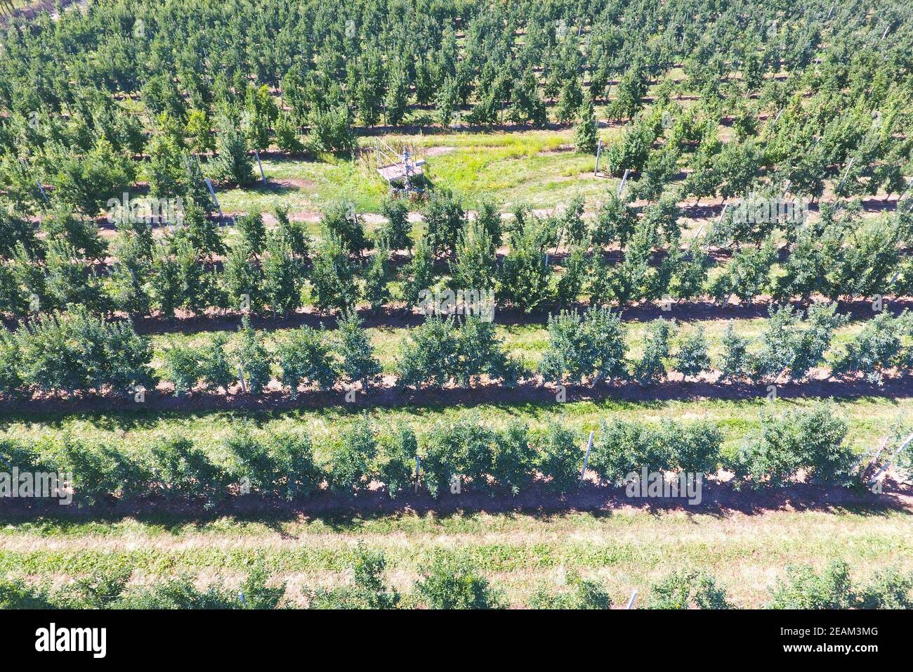 Rows of trees in the garden. Aerophotographing, top view Stock Photo ...