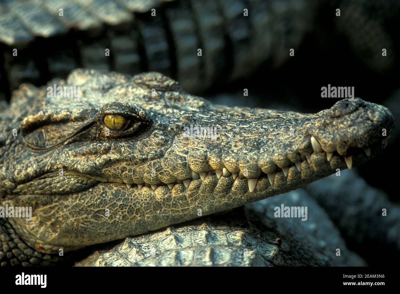 CAMBODIA SIEM REAP CROCODILE FARM Stock Photo - Alamy