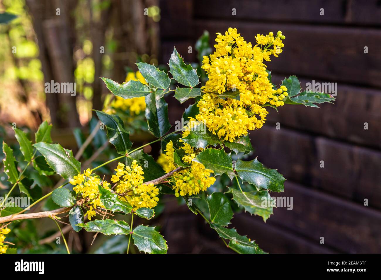 mahonia or oregon grape, Mahonia aquifolium Stock Photo - Alamy