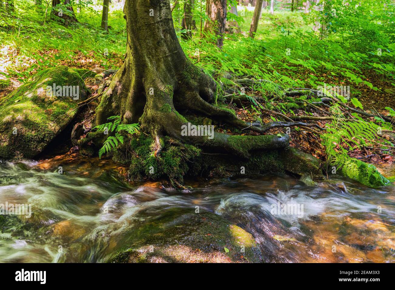 Creek with roots of tree in a forest. Landscape with shallow mountain ...