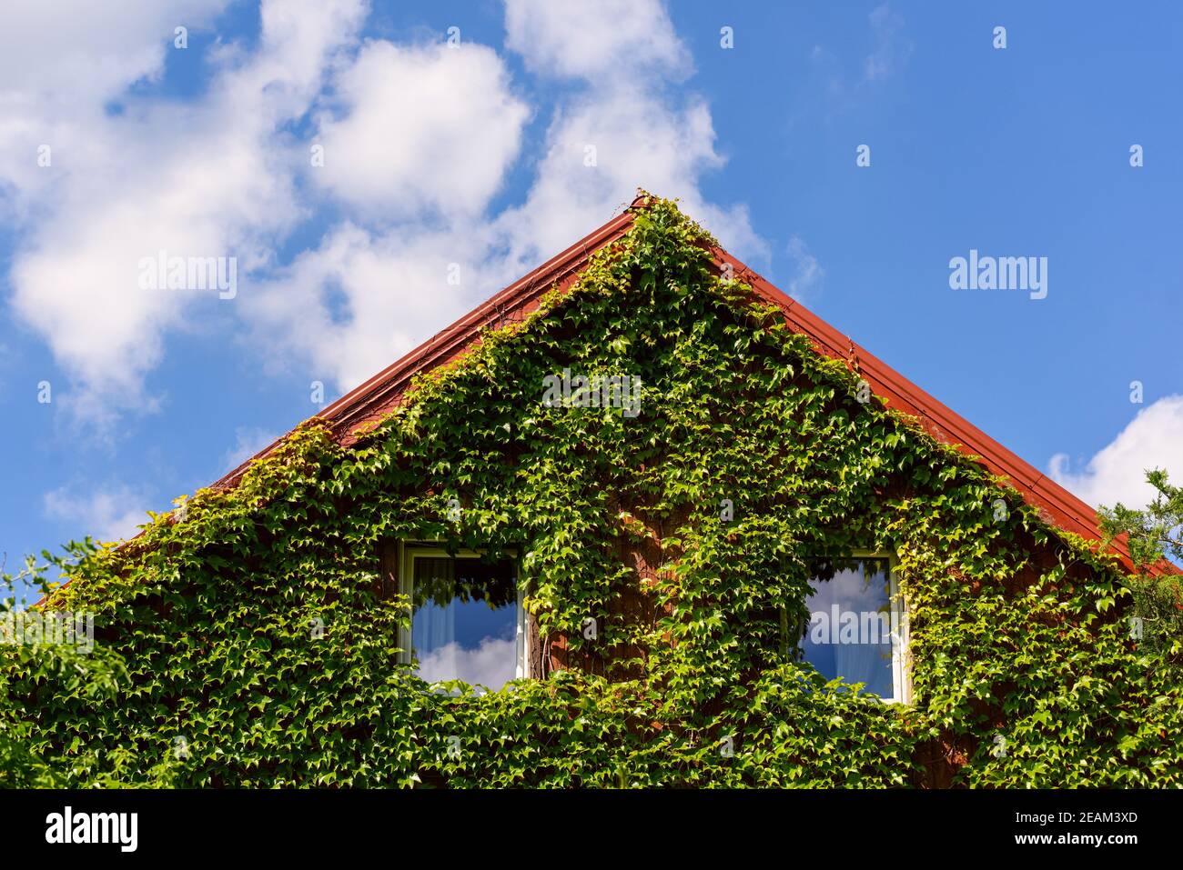 House covered by green ivy. Roof are covered with green ivy on a ...