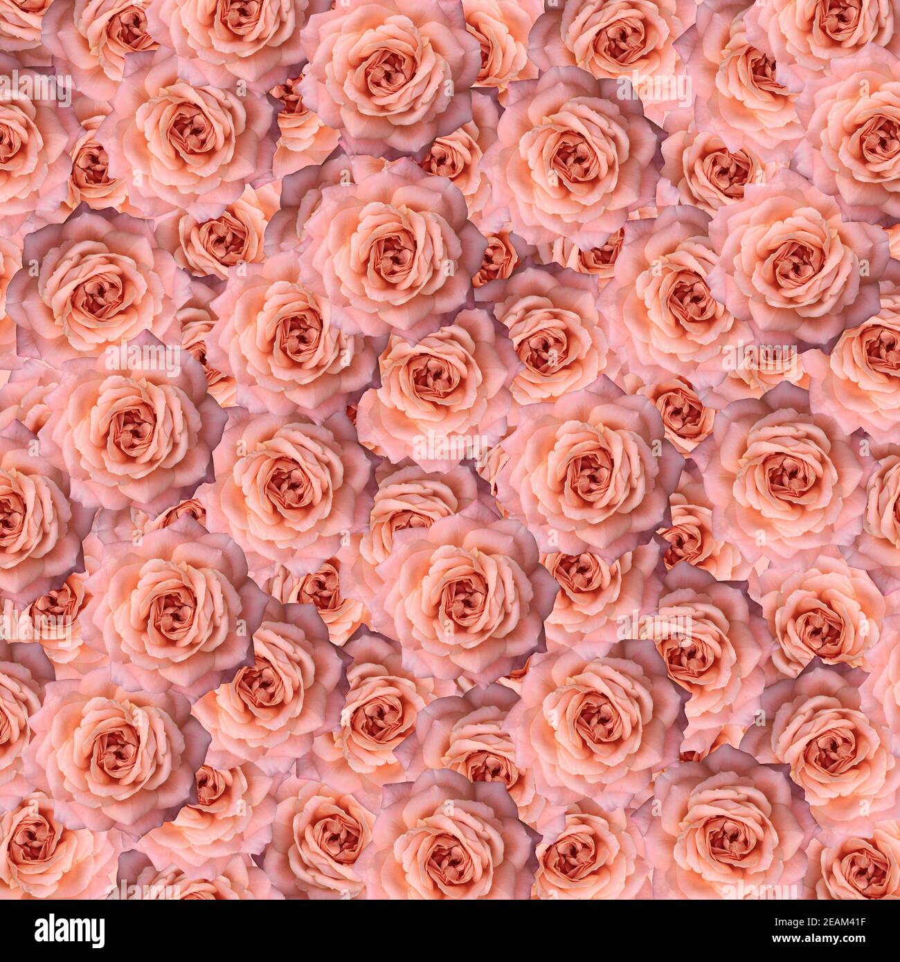Floral background from rose buds Stock Photo - Alamy