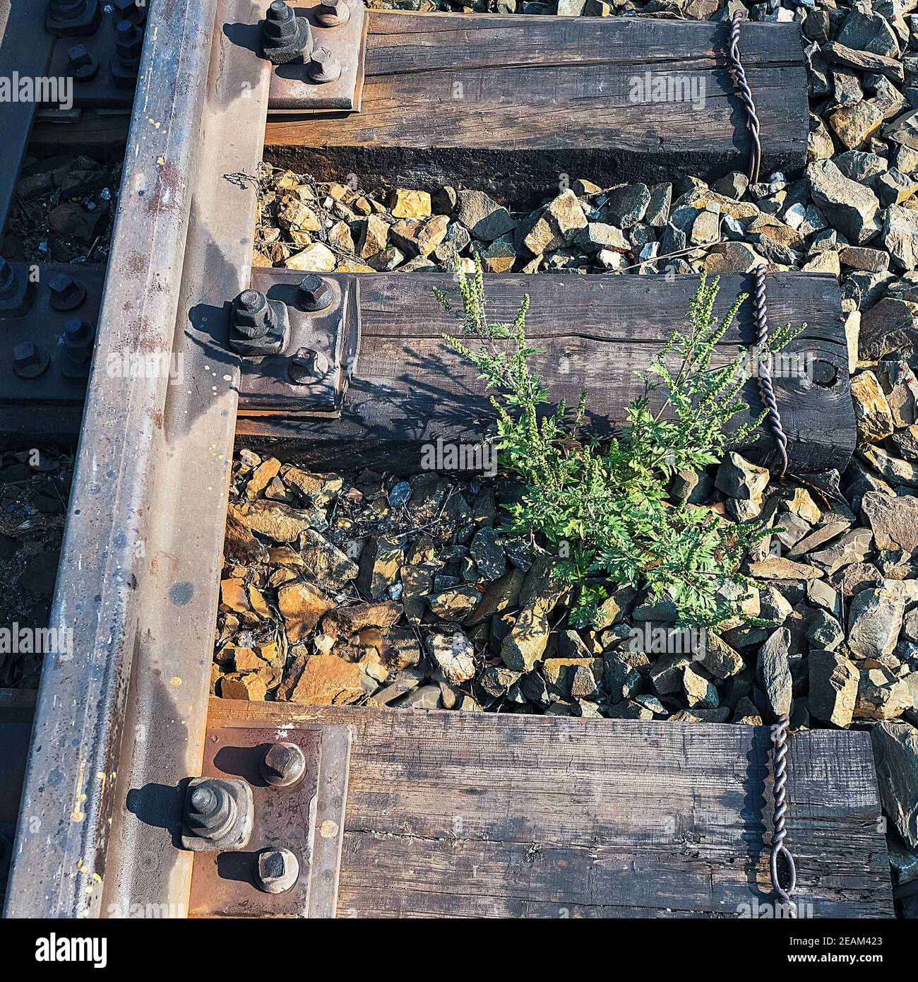 Single rail as part of a railway. Wooden sleepers and gravel are also ...