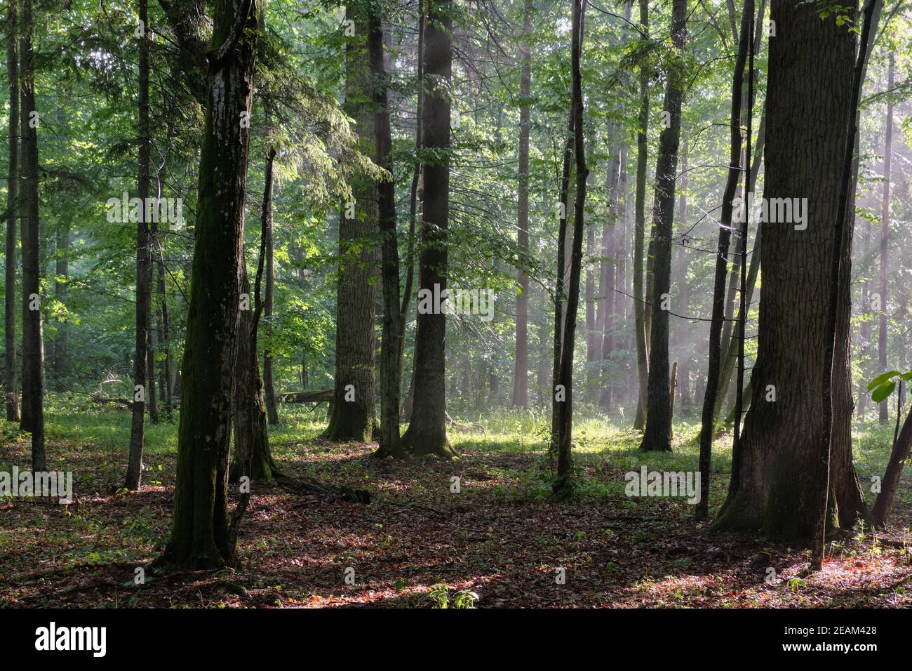 Misty sunrise morning in deciduous forest Stock Photo - Alamy