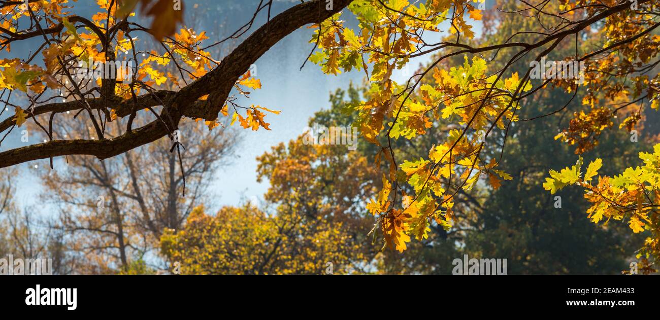 Beautiful autumn oak branches hi-res stock photography and images - Alamy