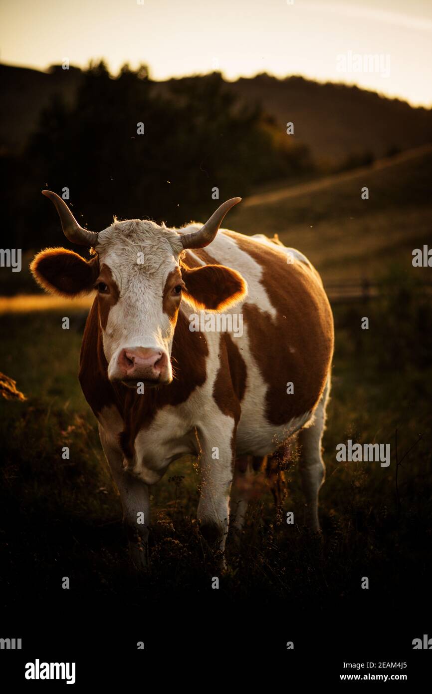 Sunset cattle hi-res stock photography and images - Alamy