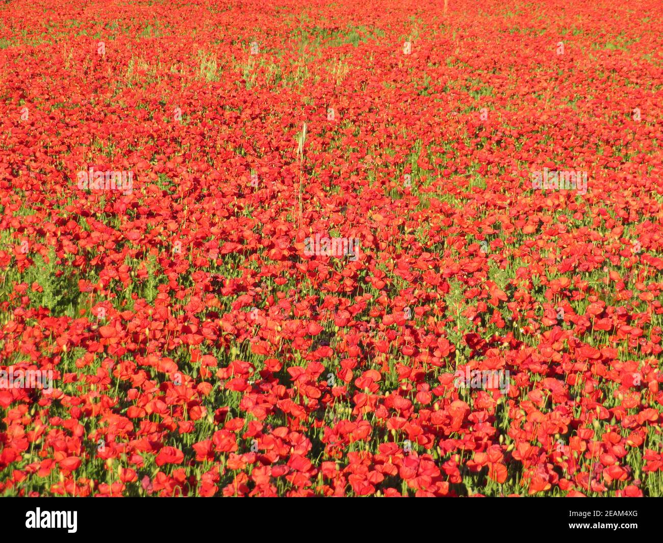 flowers plants colors smell natural spring rural joy countryside Stock ...