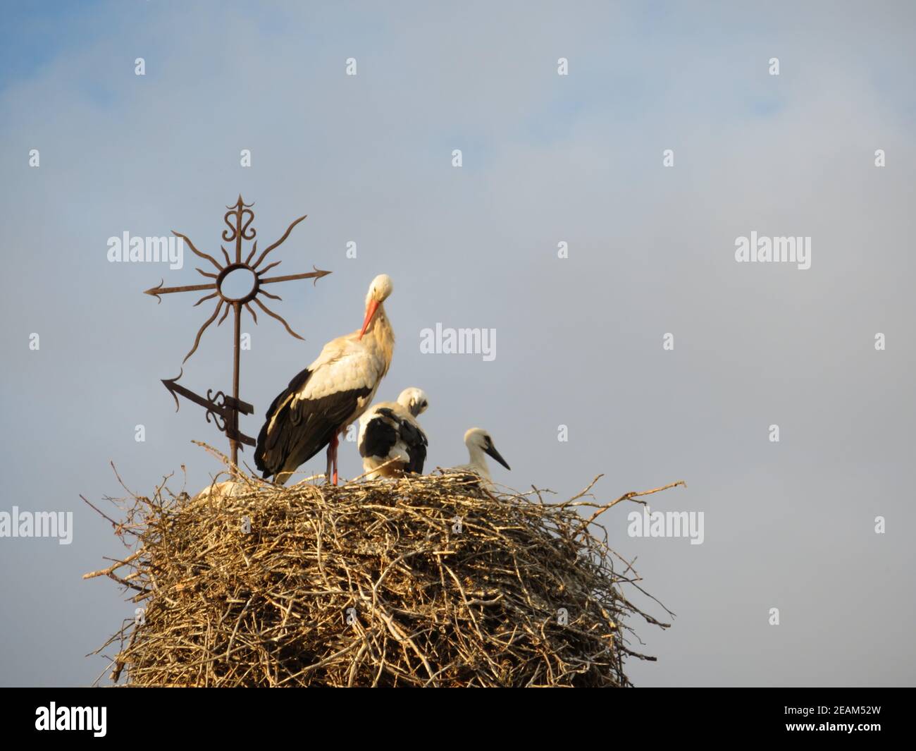 stork nest church religion bird symbol white black Stock Photo - Alamy