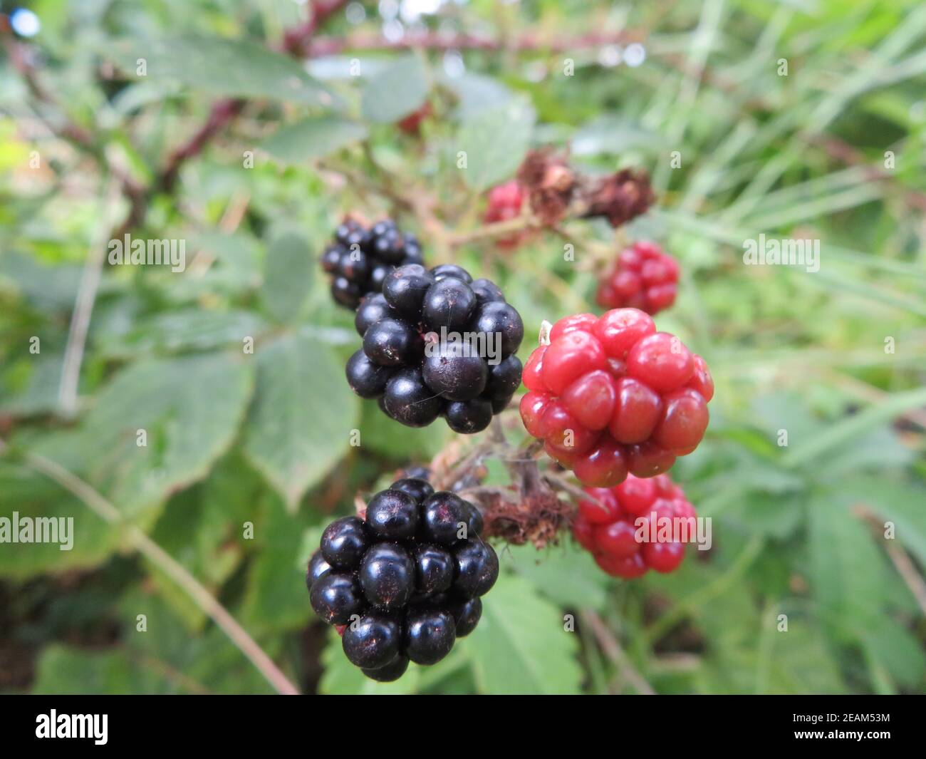 beautiful natural forest berries of good color and better smell Stock ...