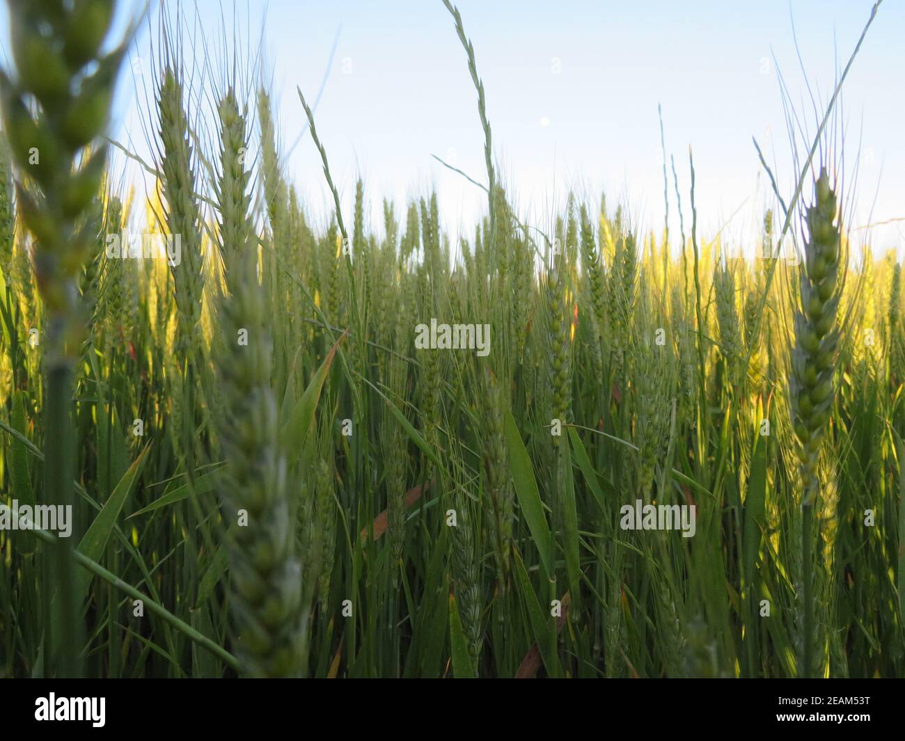 Meal spike hi-res stock photography and images - Alamy