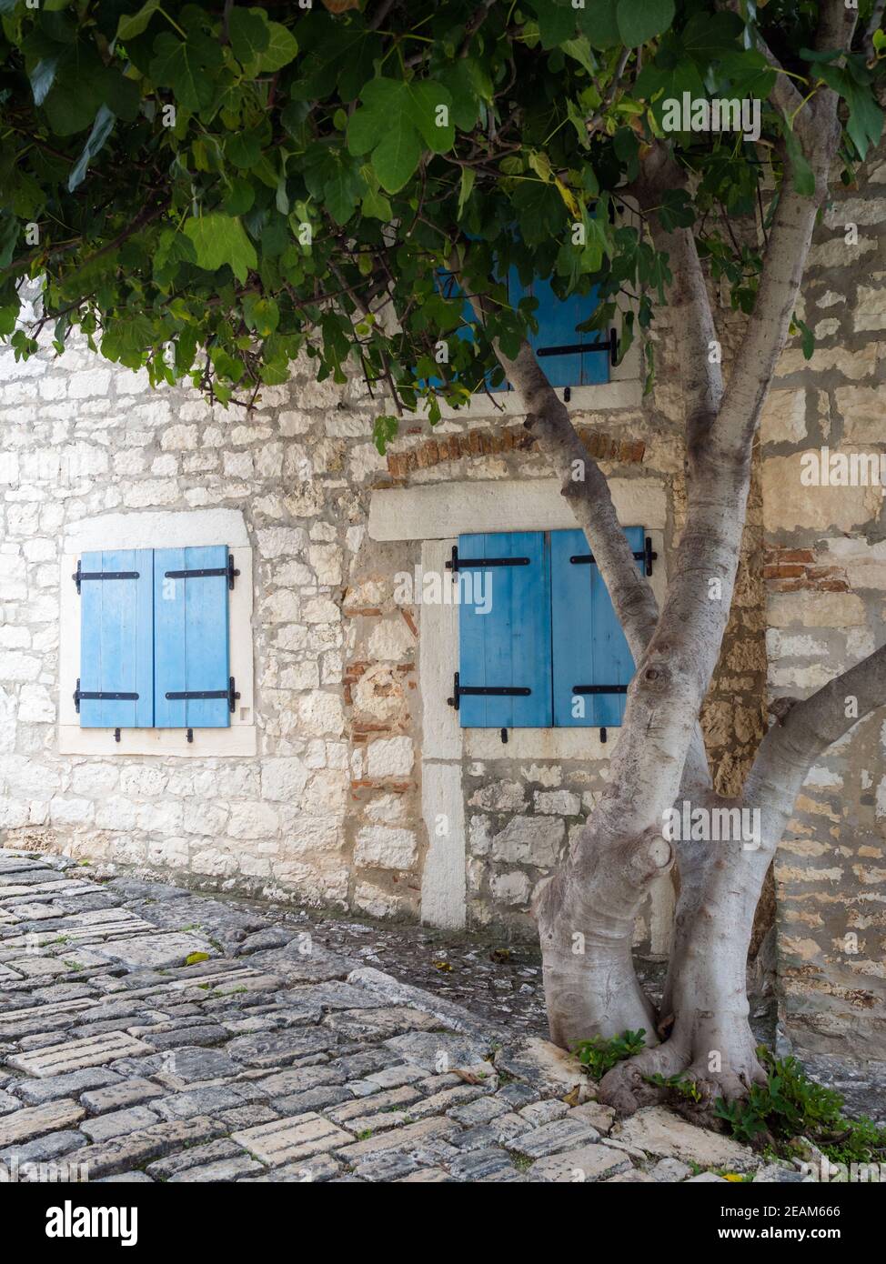 Rovinj house with blue casements and fig tree in front Stock Photo - Alamy