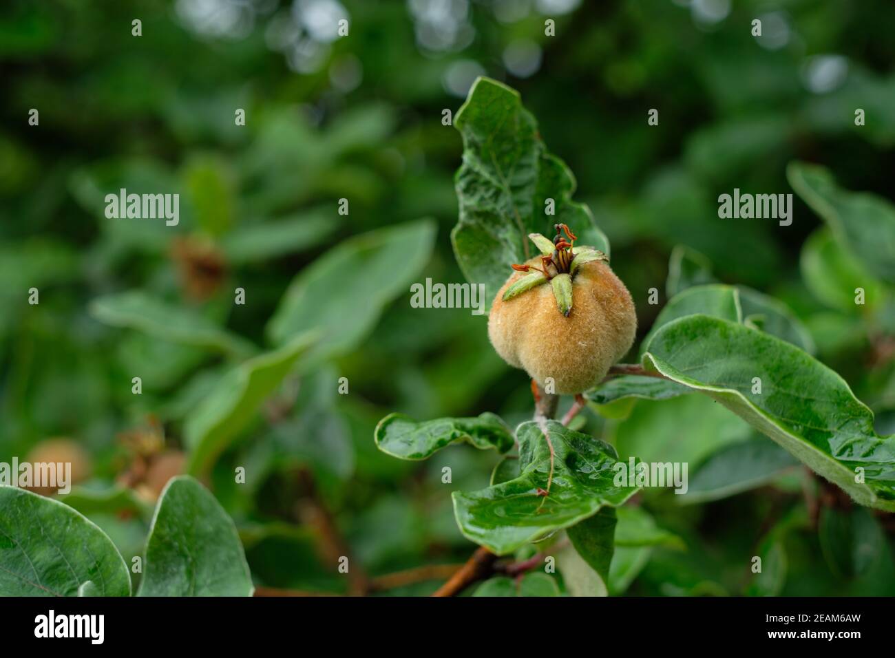 Fruit tree quince branch hi-res stock photography and images - Alamy