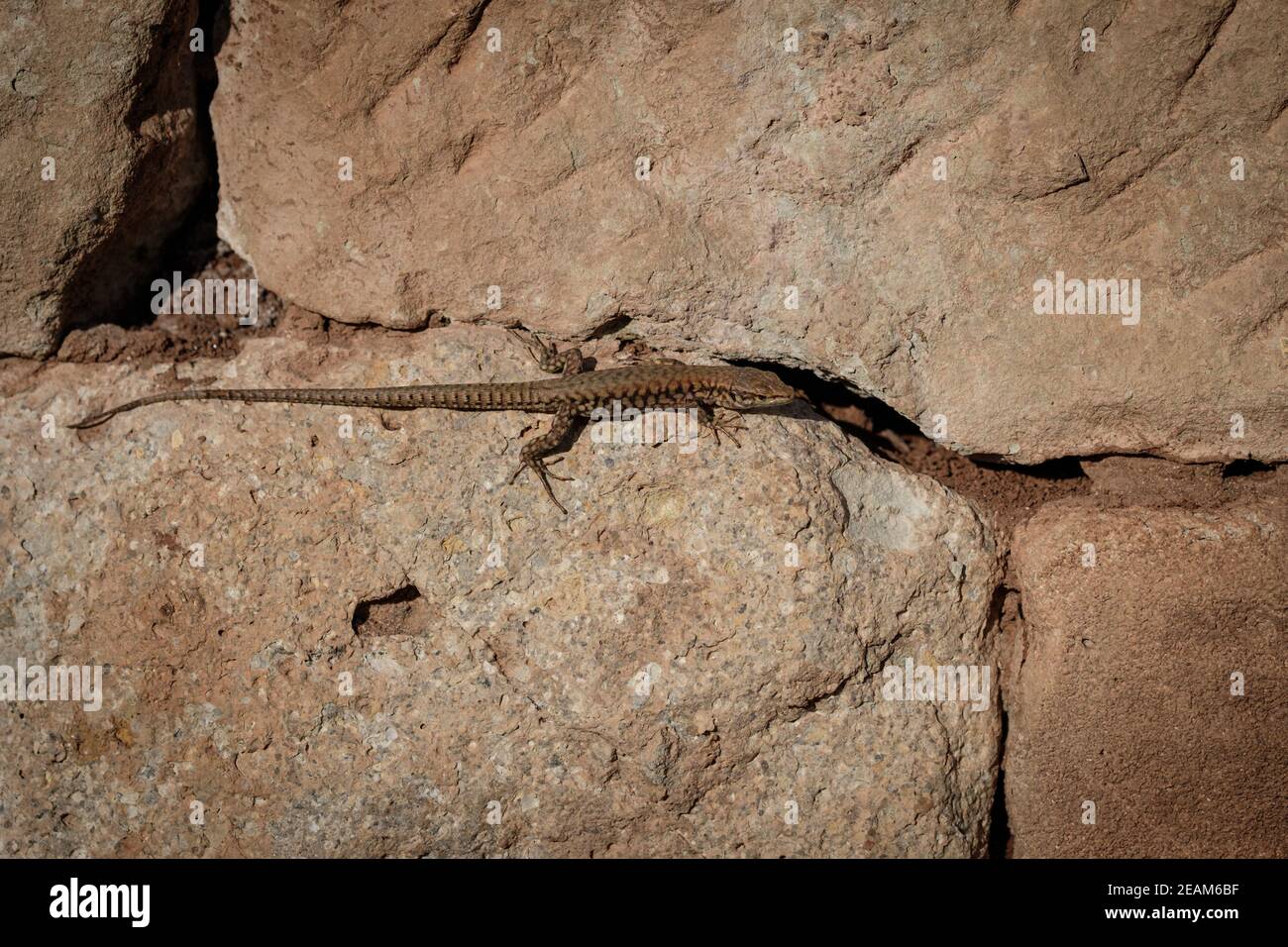 European wall lizard hi-res stock photography and images - Alamy