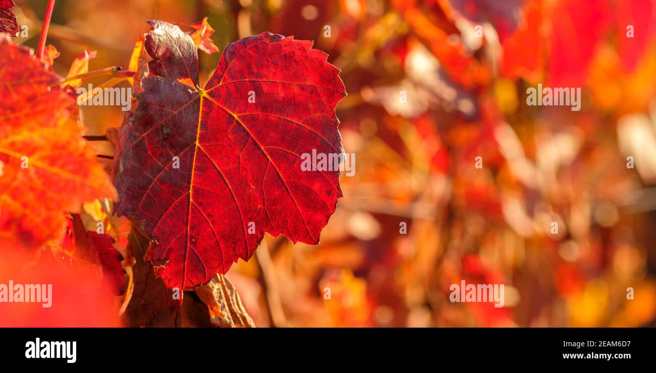 Red leaf of a vine in autumn Stock Photo - Alamy