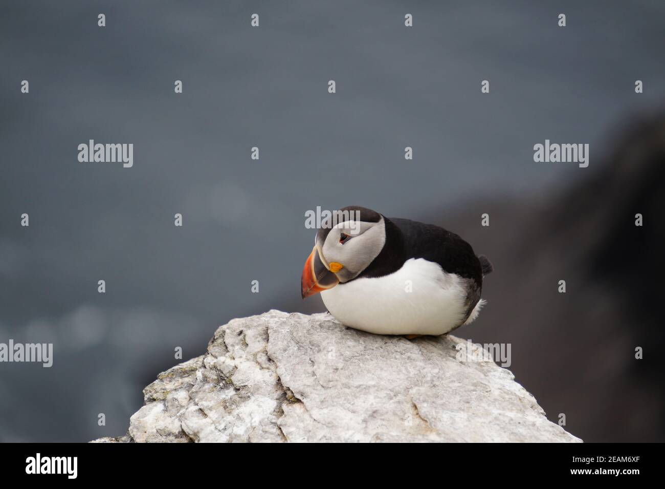 puffins at the Skellig islands Stock Photo - Alamy