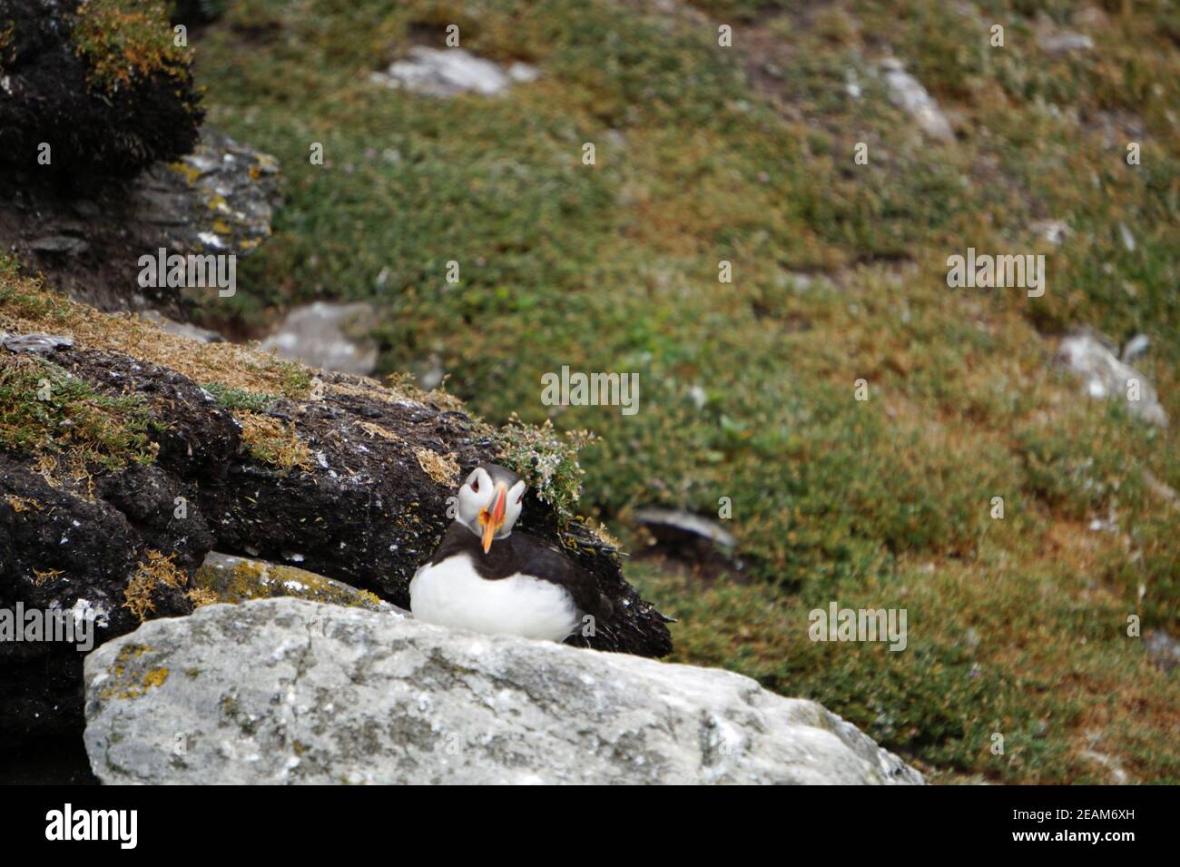 puffins at the Skellig islands Stock Photo - Alamy