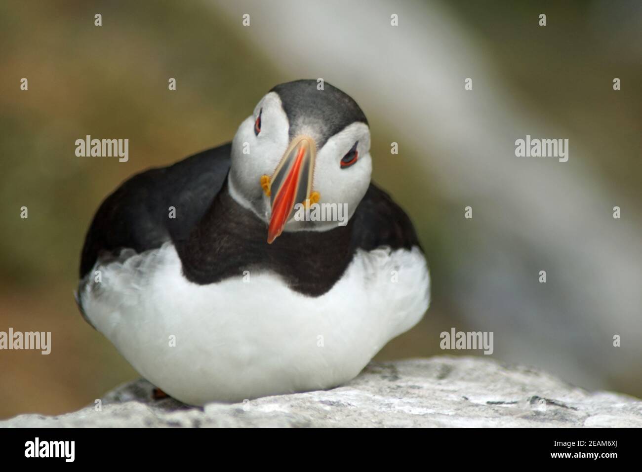puffins at the Skellig islands Stock Photo - Alamy