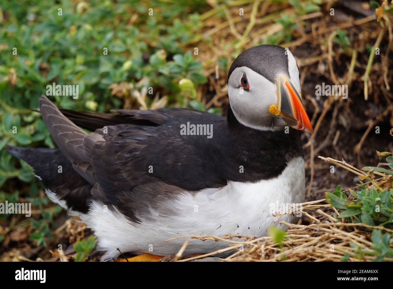 puffins at the Skellig islands Stock Photo - Alamy