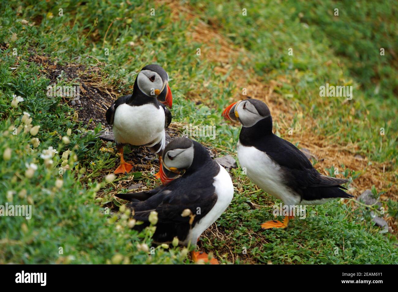 puffins at the Skellig islands Stock Photo - Alamy