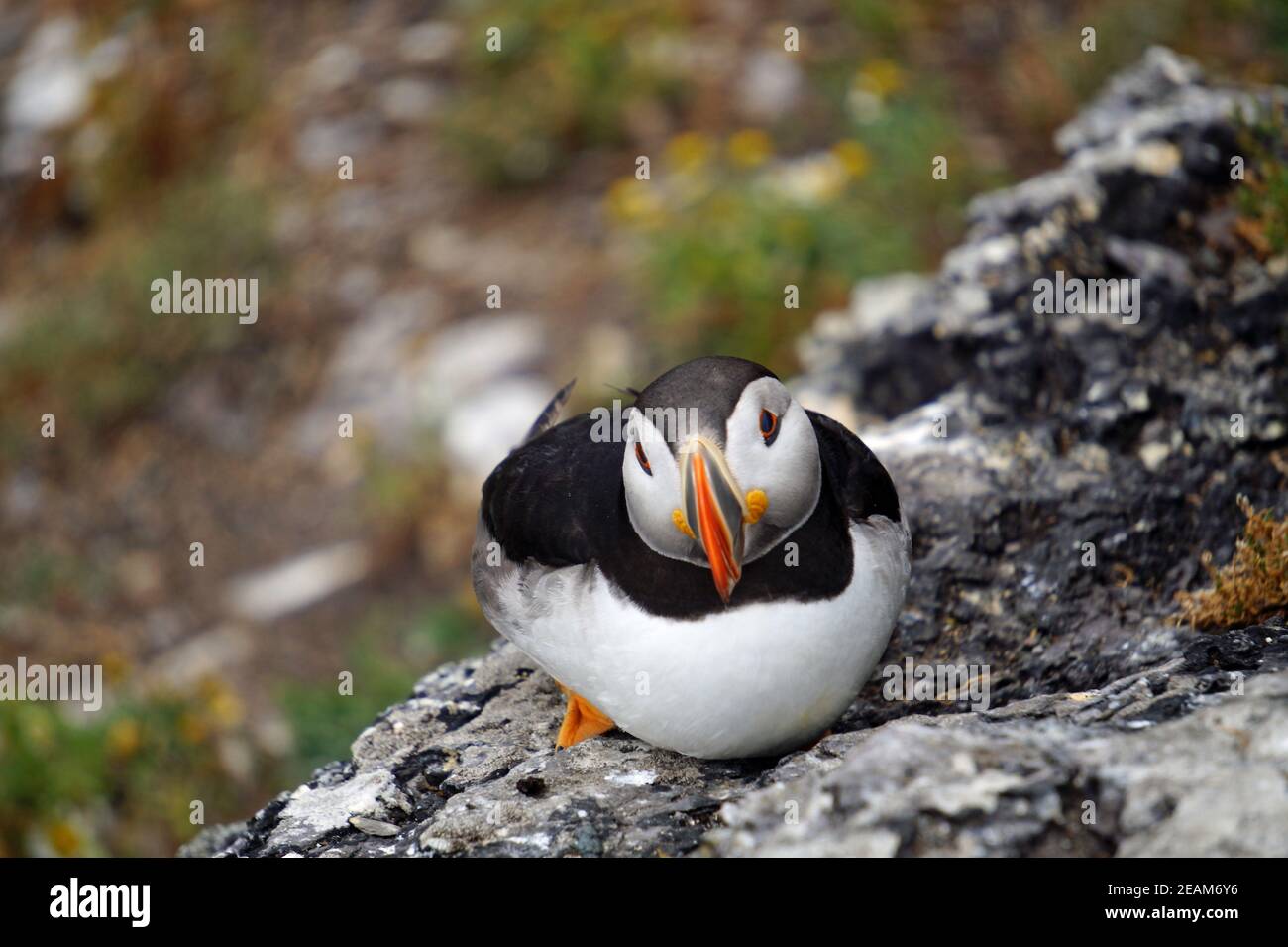 puffins at the Skellig islands Stock Photo - Alamy