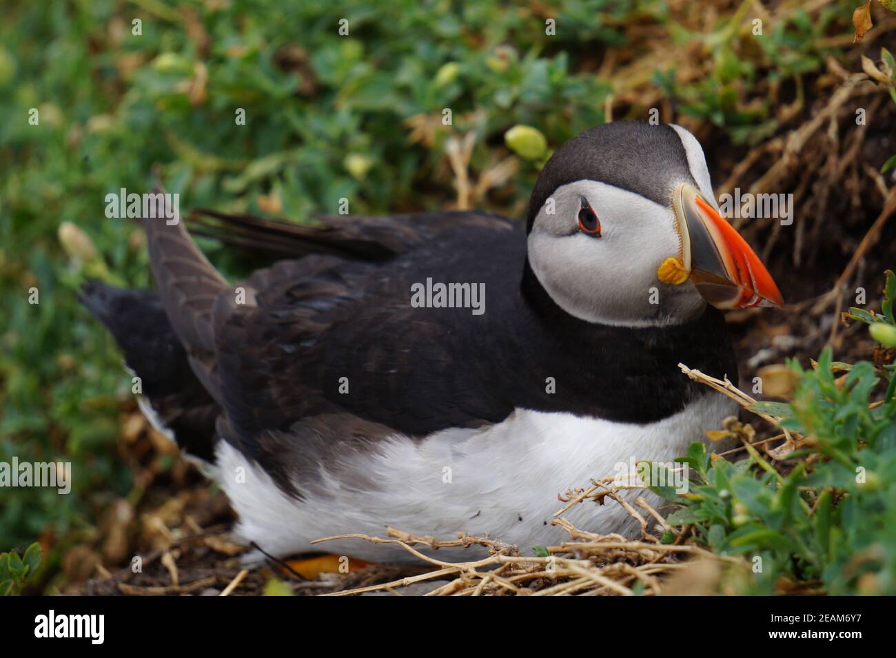puffins at the Skellig islands Stock Photo - Alamy