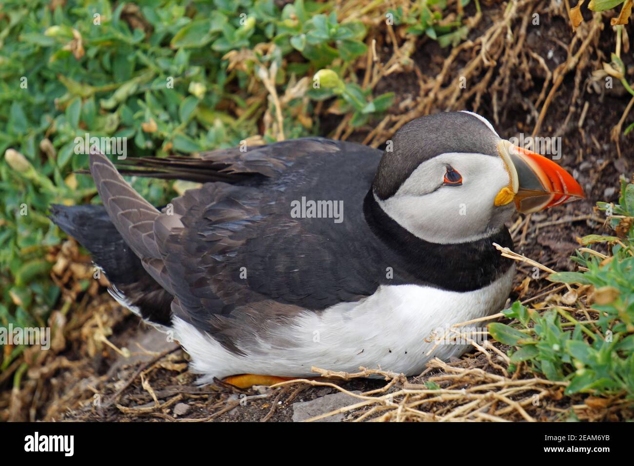 puffins at the Skellig islands Stock Photo - Alamy