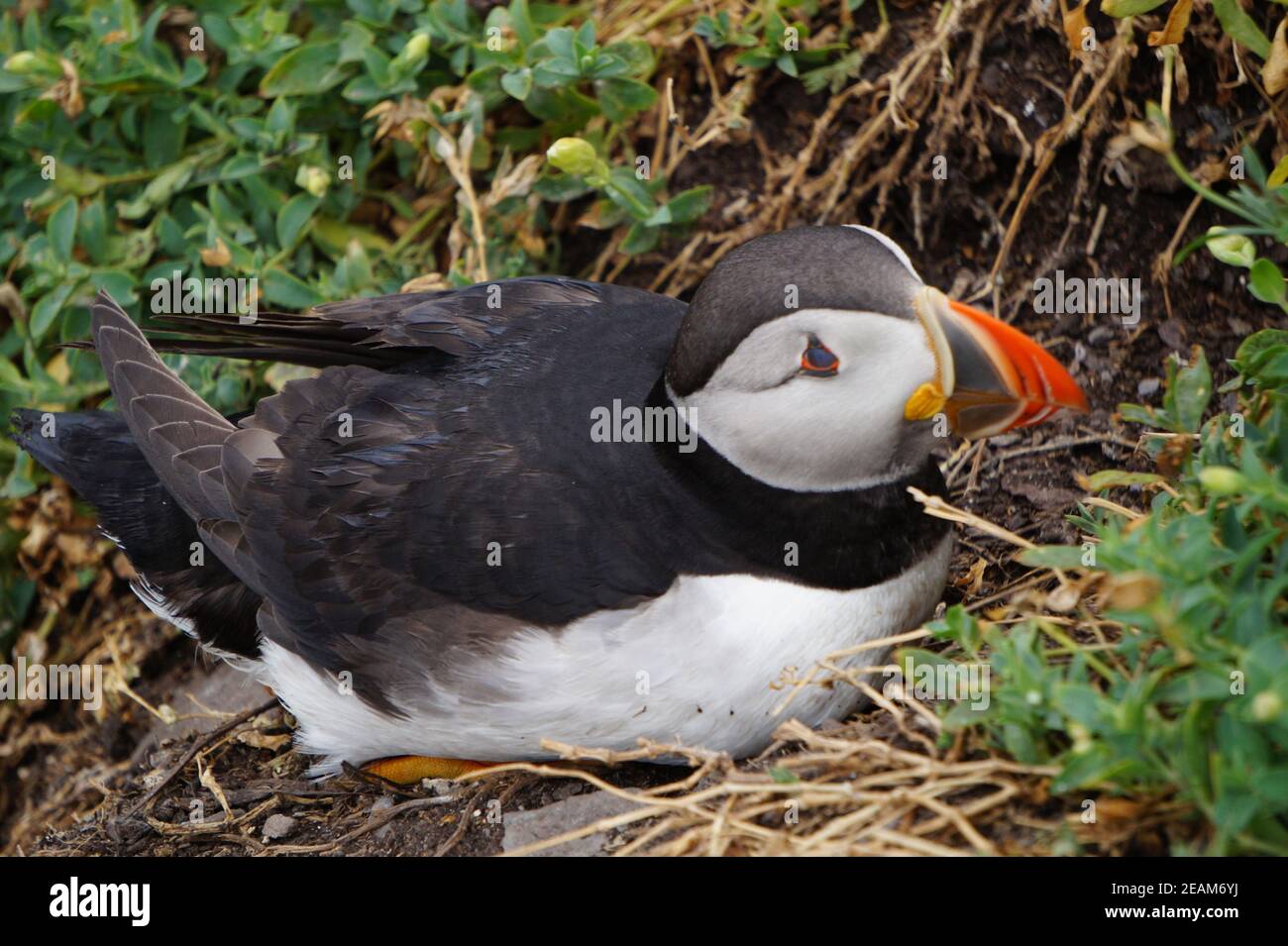 puffins at the Skellig islands Stock Photo - Alamy