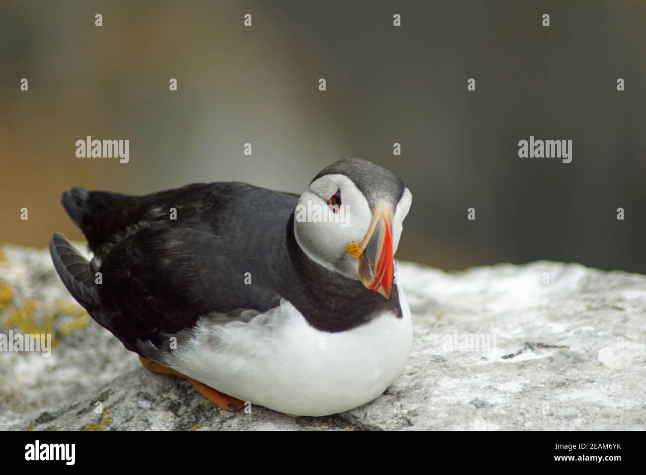 puffins at the Skellig islands Stock Photo - Alamy