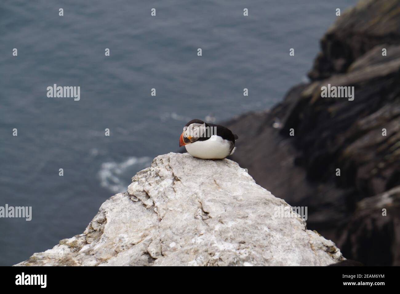 puffins at the Skellig islands Stock Photo - Alamy
