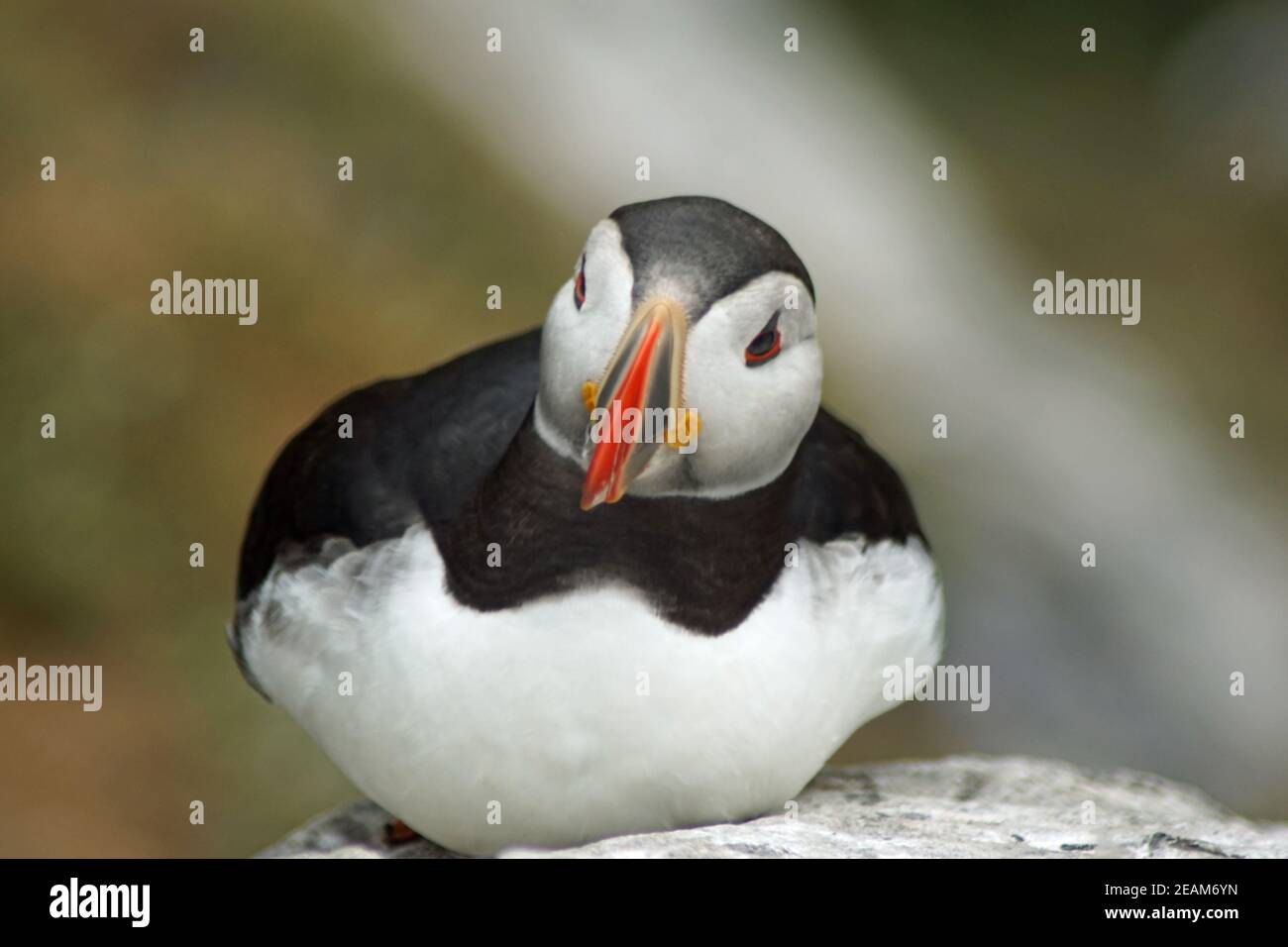 puffins at the Skellig islands Stock Photo - Alamy