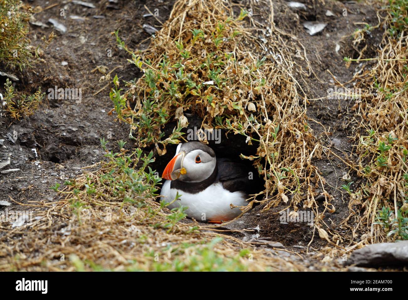 puffins at the Skellig islands Stock Photo - Alamy