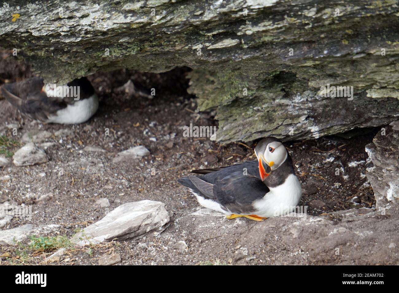 puffins at the Skellig islands Stock Photo - Alamy