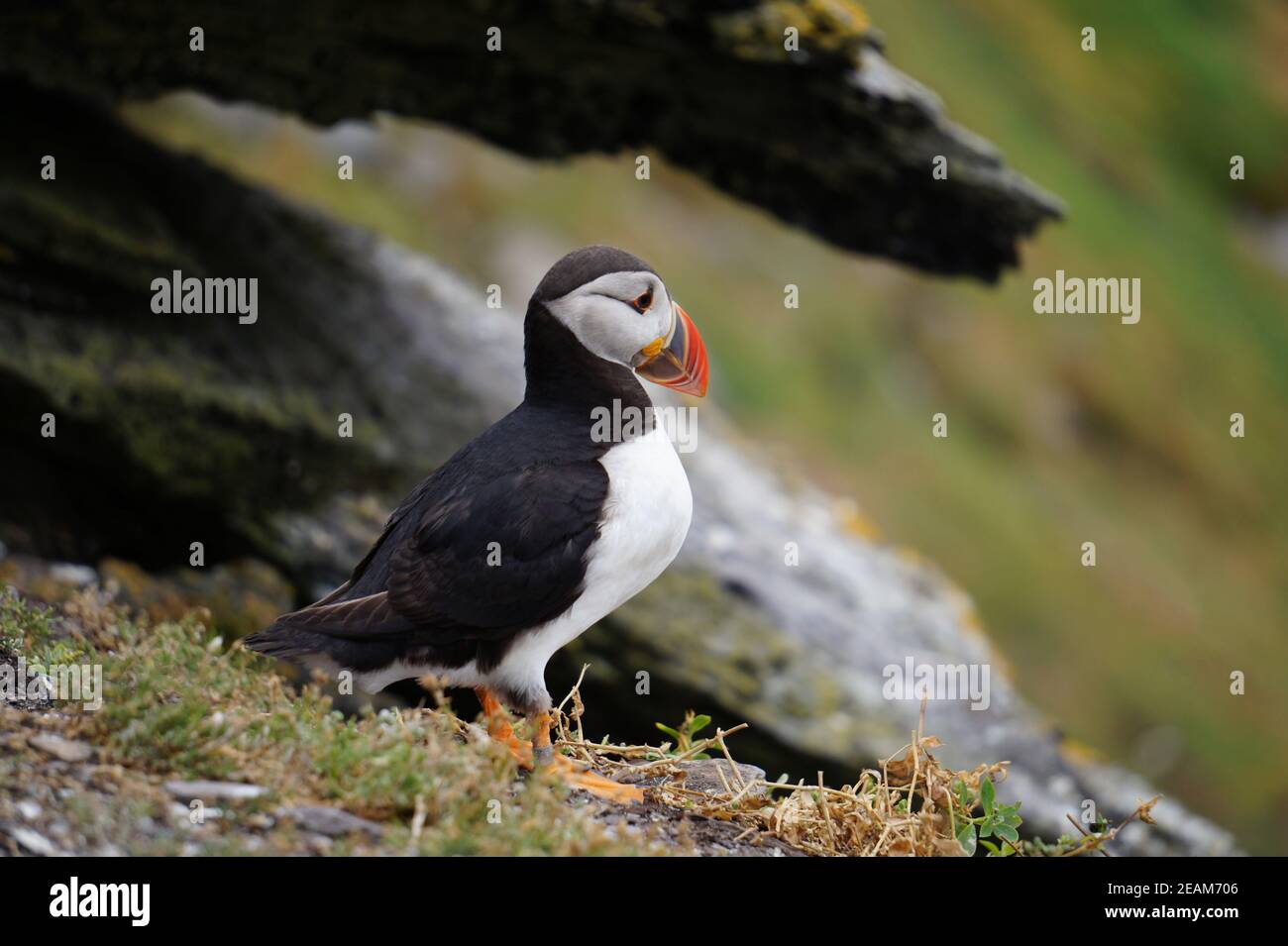 puffins at the Skellig islands Stock Photo - Alamy