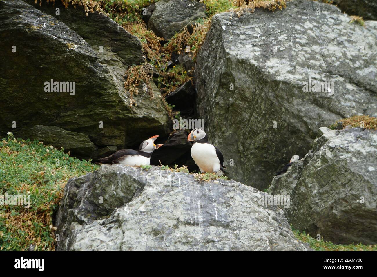 puffins at the Skellig islands Stock Photo - Alamy