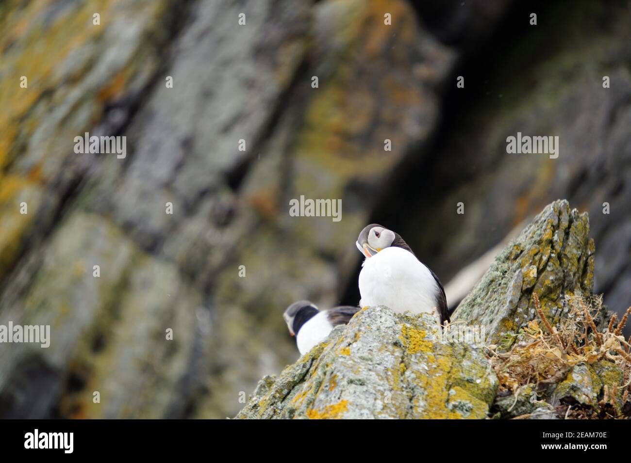 puffins at the Skellig islands Stock Photo - Alamy