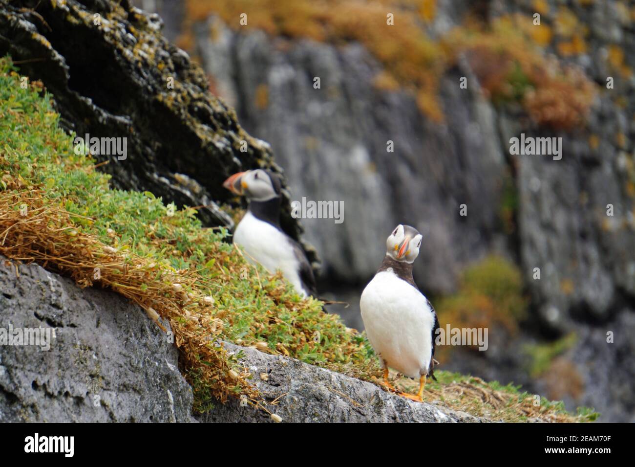 puffins at the Skellig islands Stock Photo - Alamy
