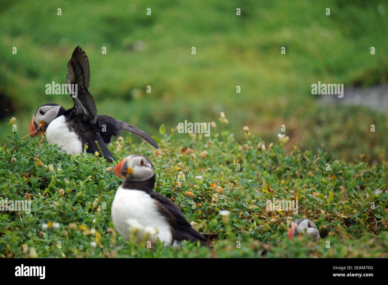 puffins at the Skellig islands Stock Photo - Alamy