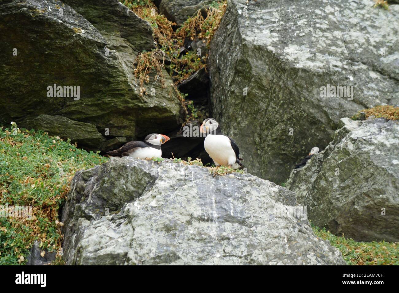 puffins at the Skellig islands Stock Photo - Alamy