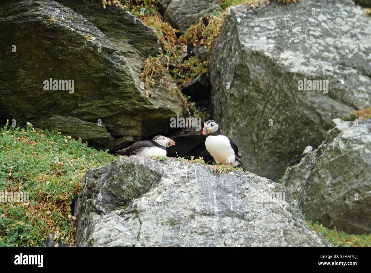 puffins at the Skellig islands Stock Photo - Alamy