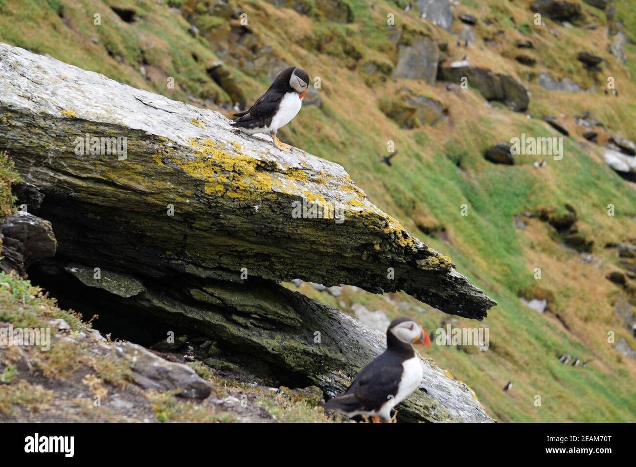 puffins at the Skellig islands Stock Photo - Alamy